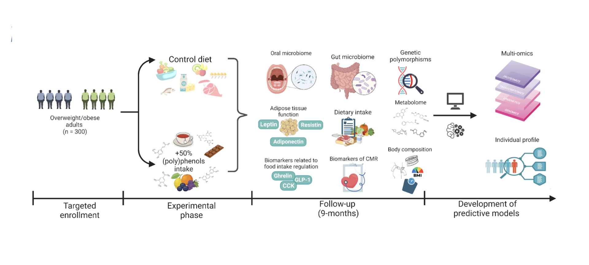 Understanding the relationship between metabolic processes and obesity ...